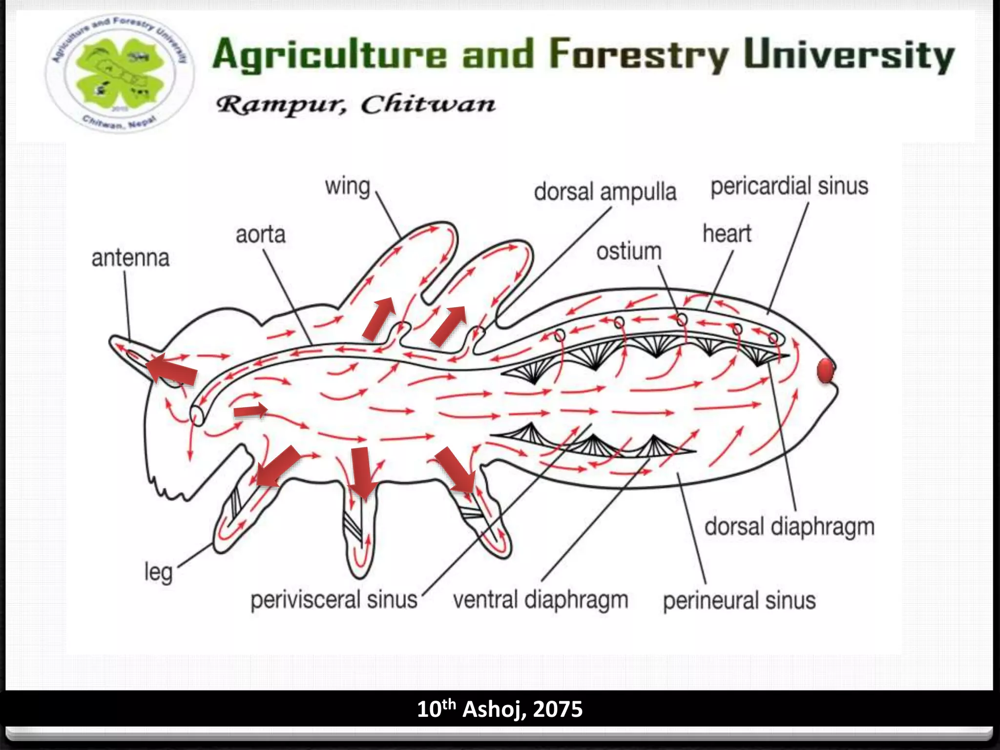 Circulatory system of insects | PPTX