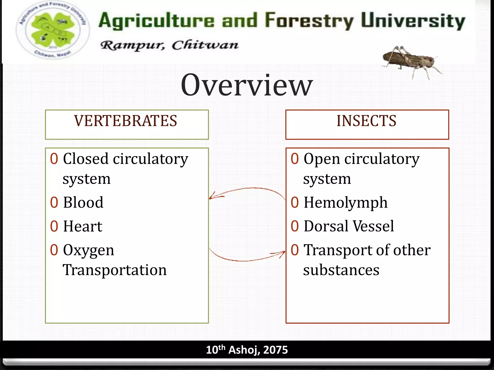 Circulatory system of insects | PPTX