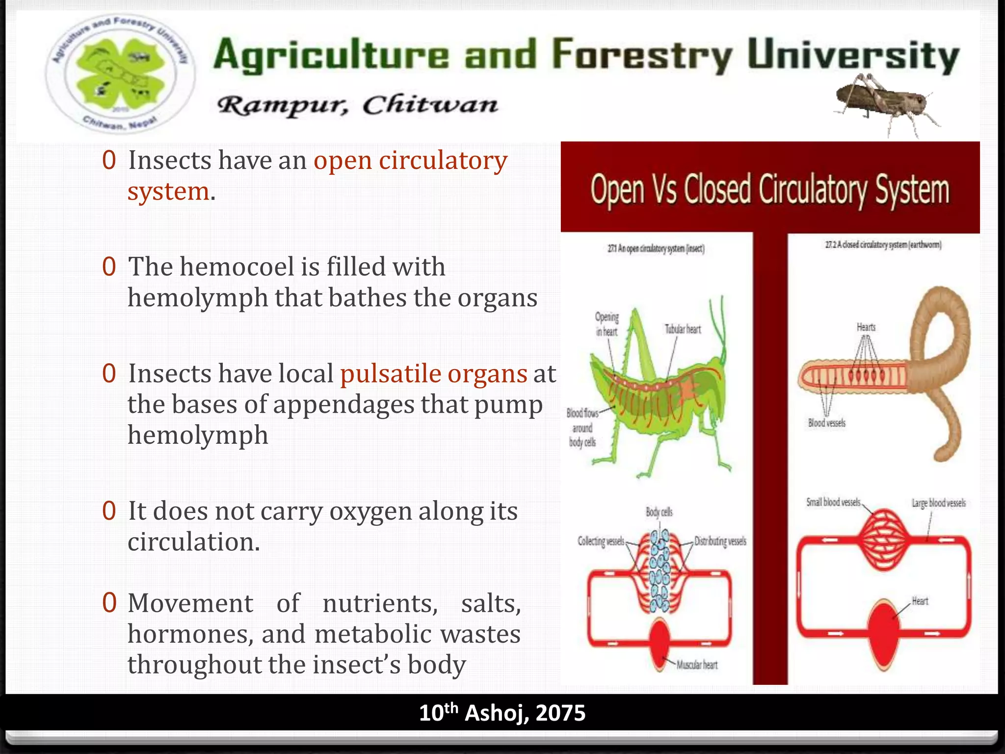 Circulatory system of insects | PPTX