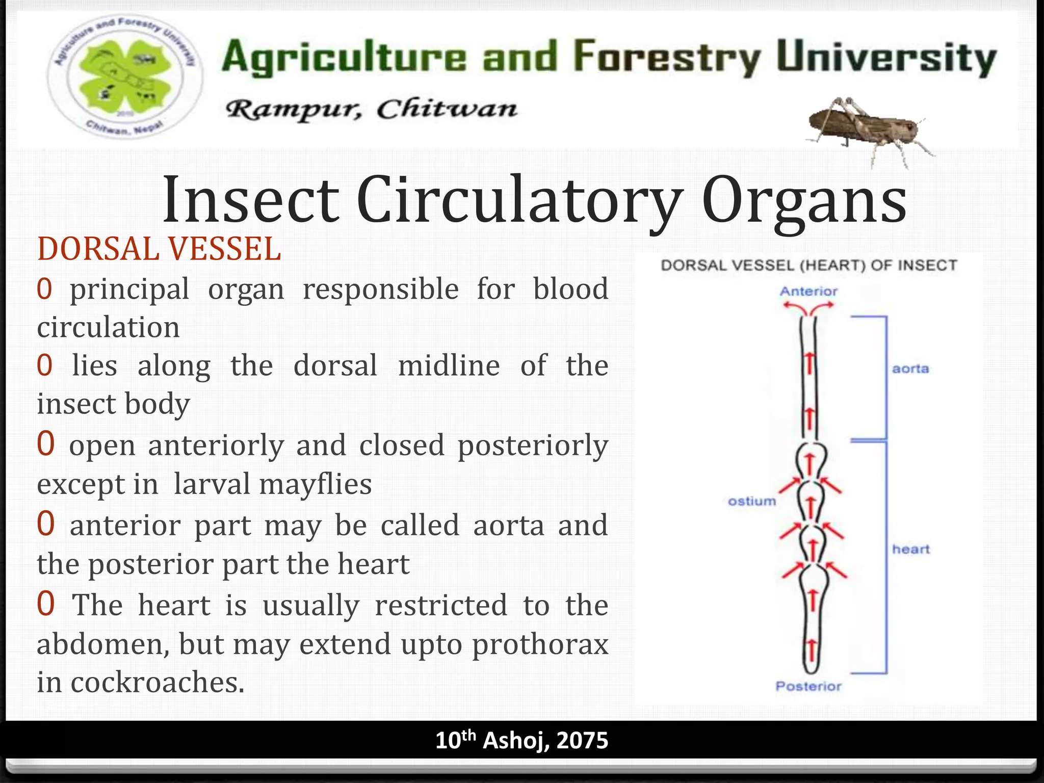 Circulatory system of insects | PPTX