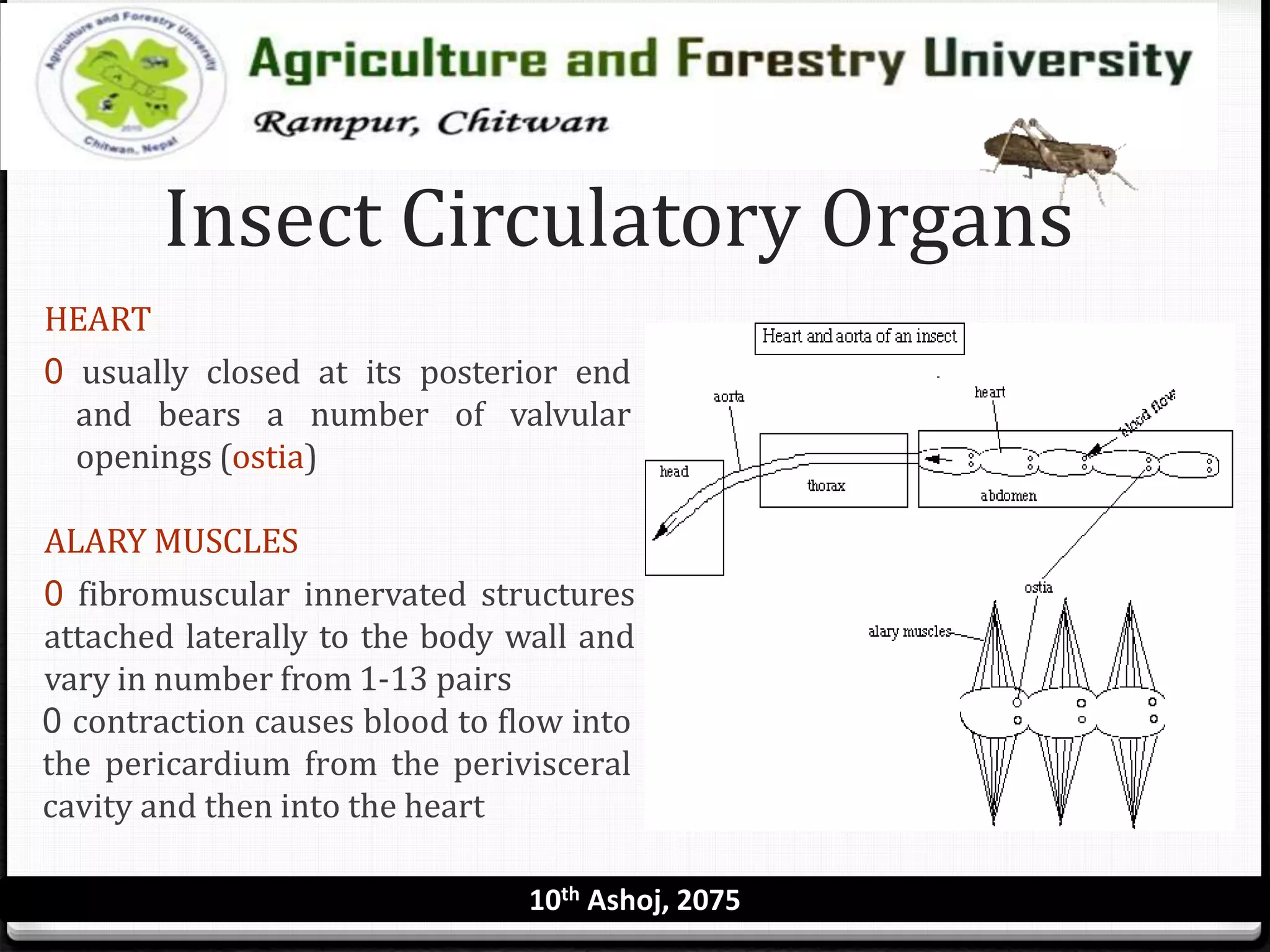 Circulatory system of insects | PPTX