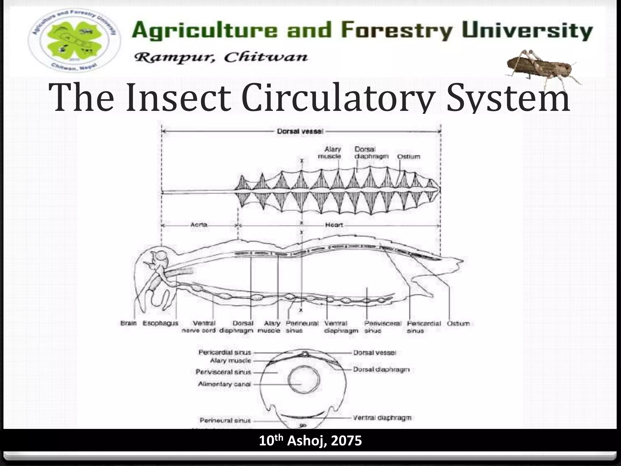 Circulatory system of insects | PPTX