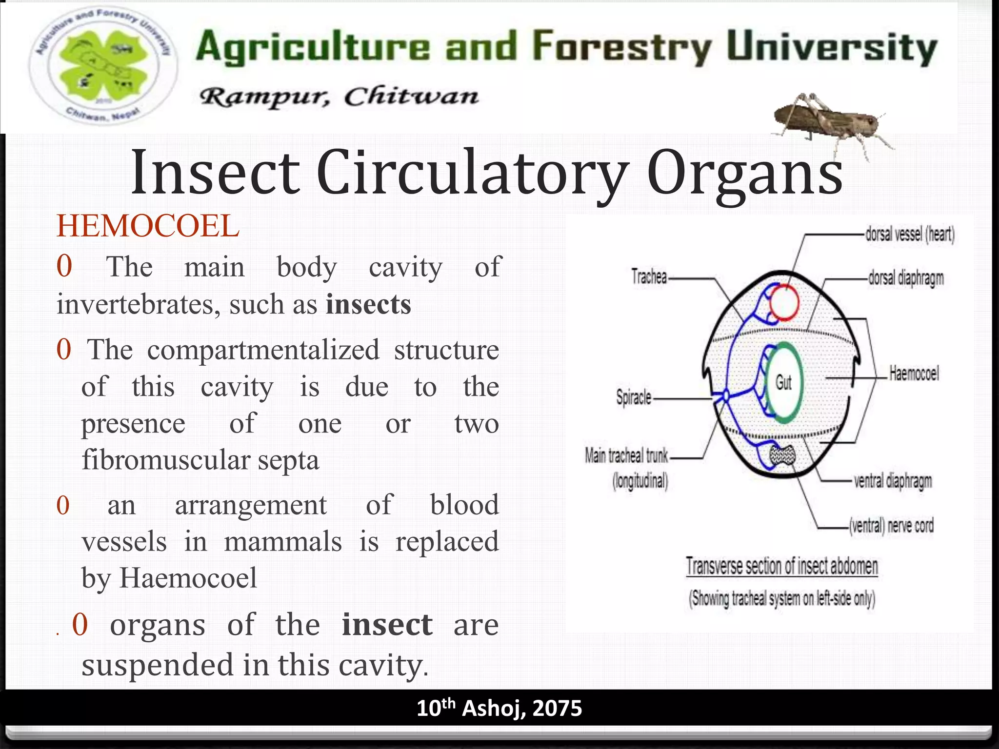 Circulatory system of insects | PPTX