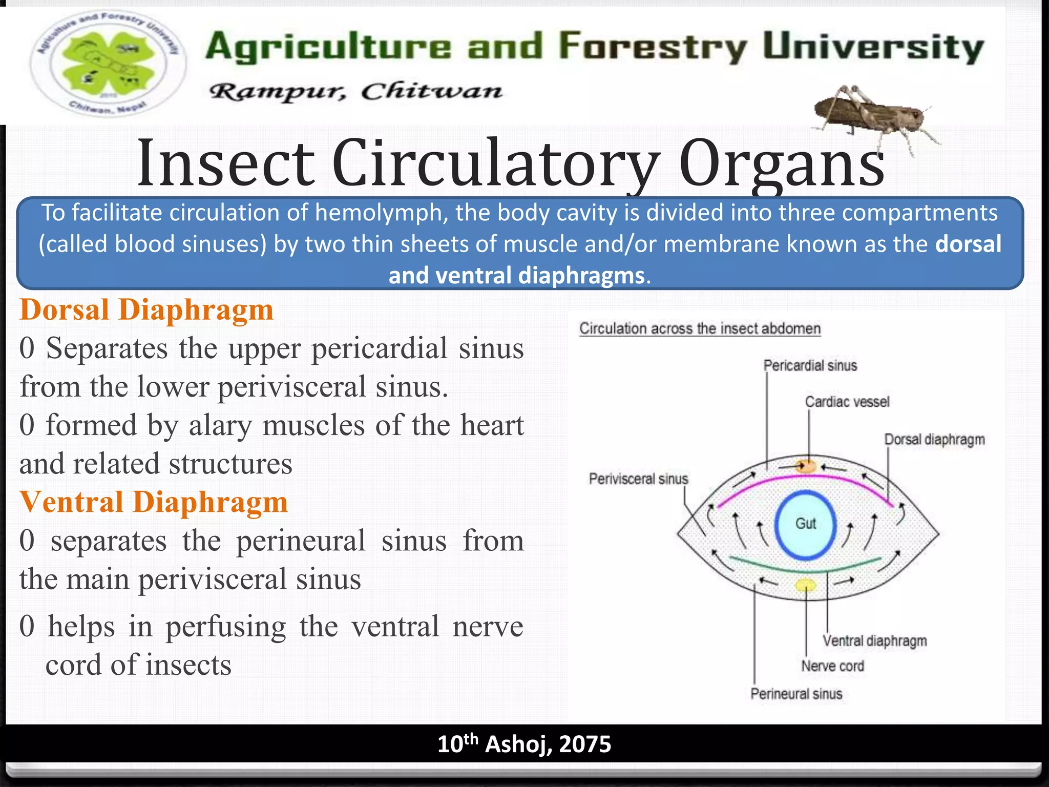 Circulatory system of insects | PPTX