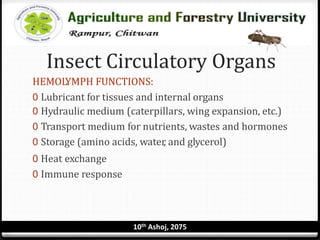Circulatory system of insects | PPTX