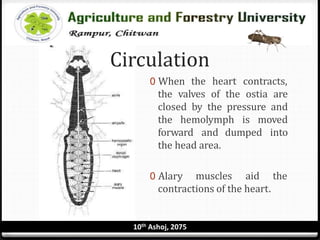 Circulatory system of insects | PPTX