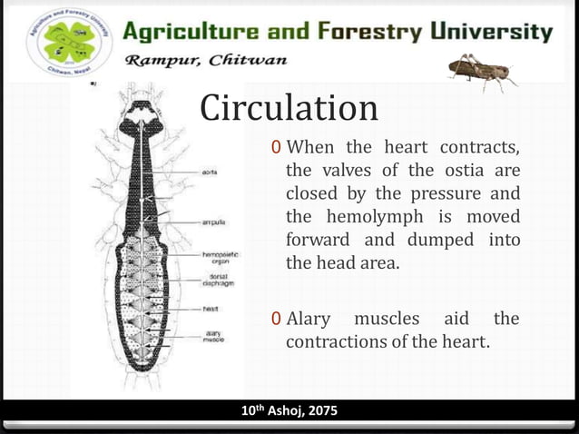 Circulatory system of insects | PPTX