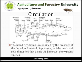Circulatory system of insects | PPTX