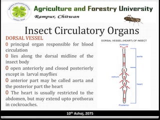 Circulatory system of insects | PPTX