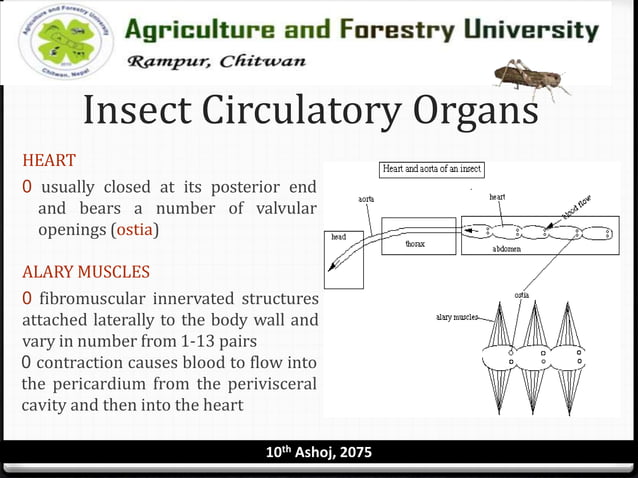 Circulatory system of insects | PPTX