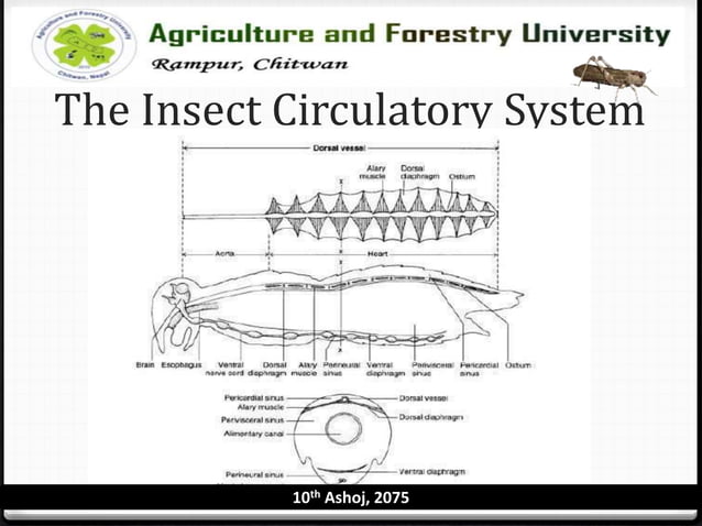 Circulatory system of insects | PPTX