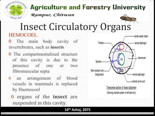 Circulatory system of insects | PPTX