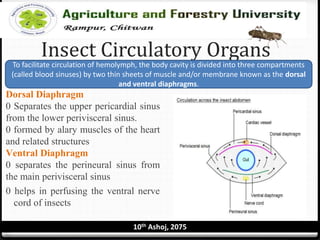 Circulatory system of insects | PPTX