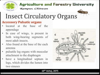 Circulatory system of insects | PPTX