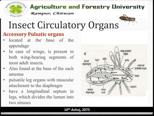 Circulatory system of insects | PPTX