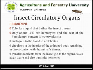 Circulatory system of insects | PPTX