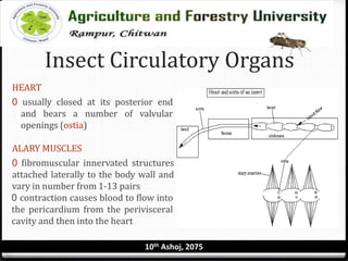 Insect Circulatory System Animation