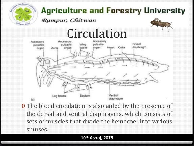 Circulatory system of insects