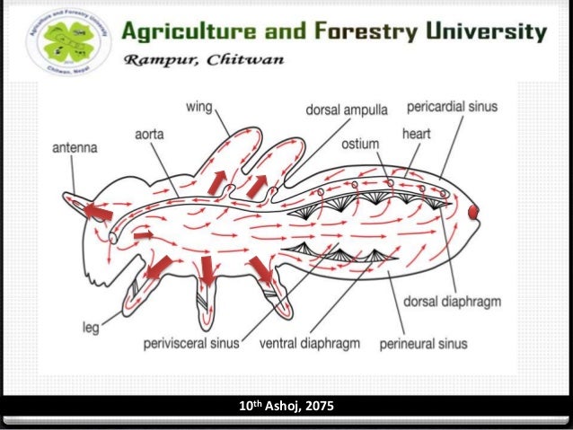 Circulatory system of insects