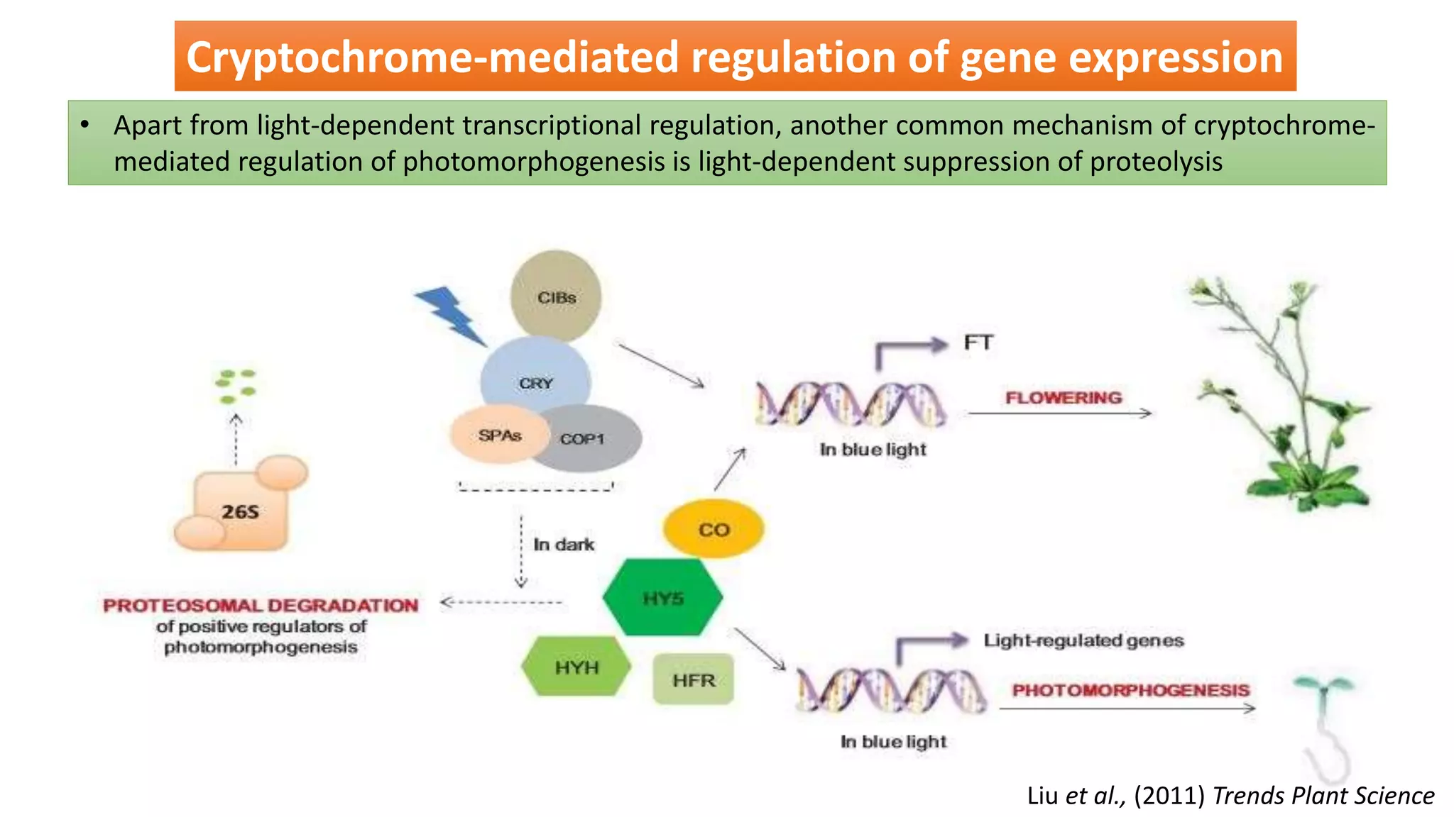 Emerging Roles and New Paradigms in Signaling Mechanisms of Plant ...