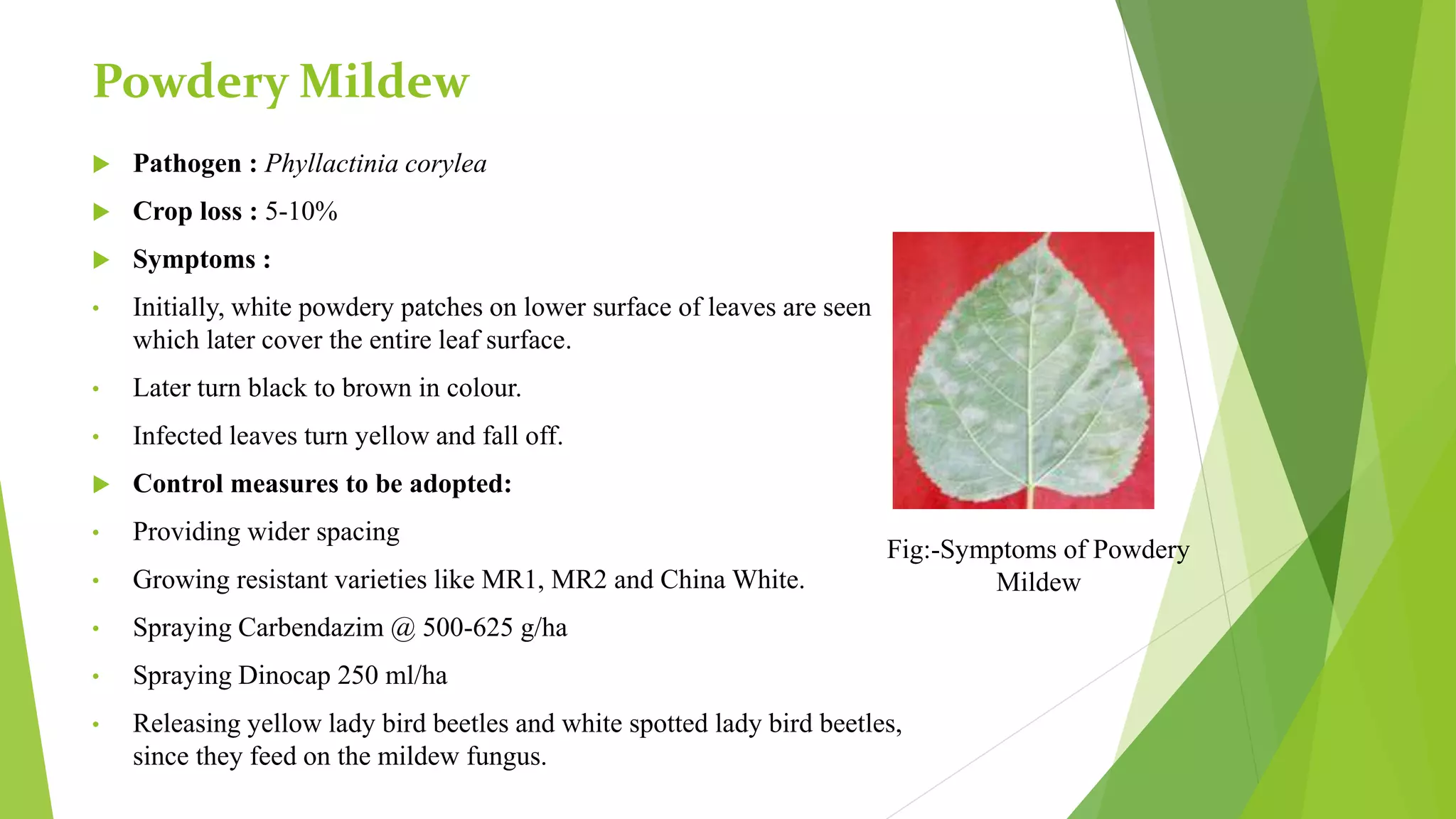 Diseases of Mulberry Plant.pptx