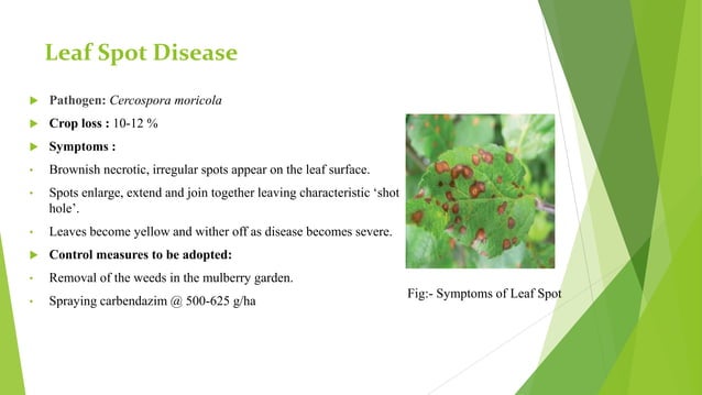 Diseases of Mulberry Plant.pptx | Gardening | Home & Garden