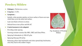 Diseases of Mulberry Plant.pptx