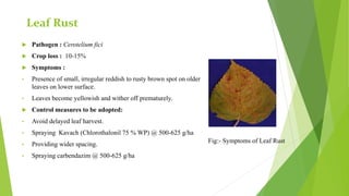 Diseases of Mulberry Plant.pptx