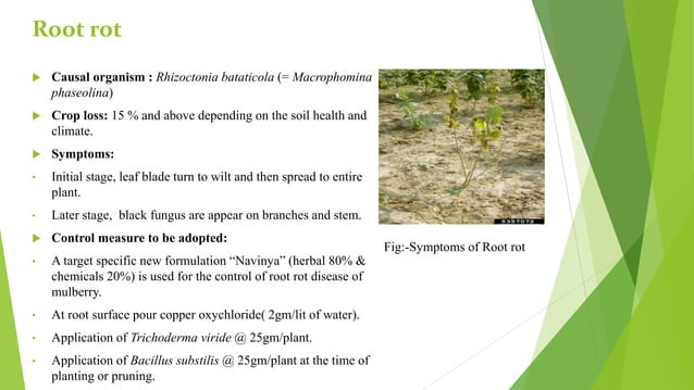 Diseases of Mulberry Plant.pptx | Gardening | Home & Garden