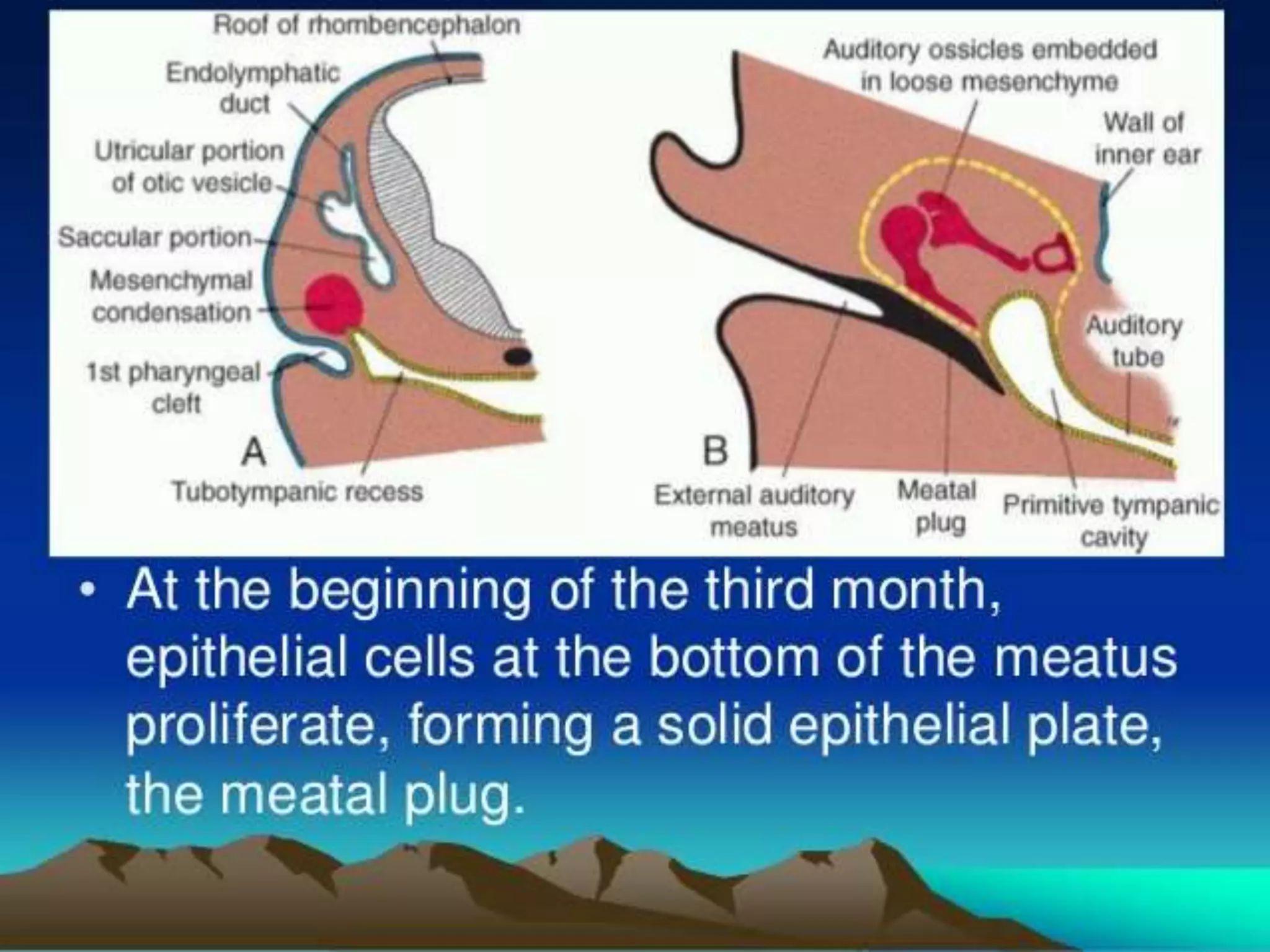 EMBRYOLOGY AND MALFORMATION OF EAR | PPTX