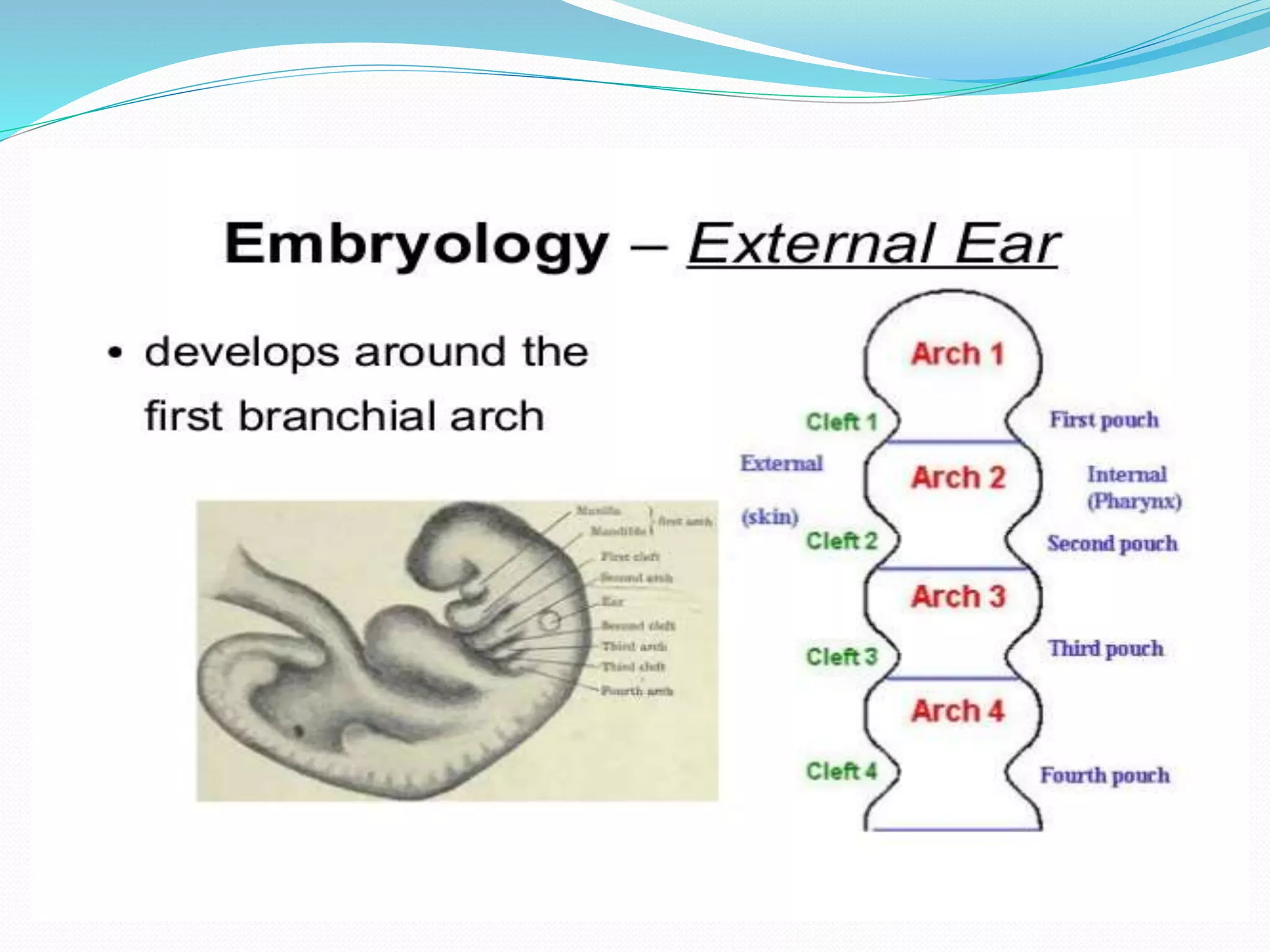EMBRYOLOGY AND MALFORMATION OF EAR | PPTX