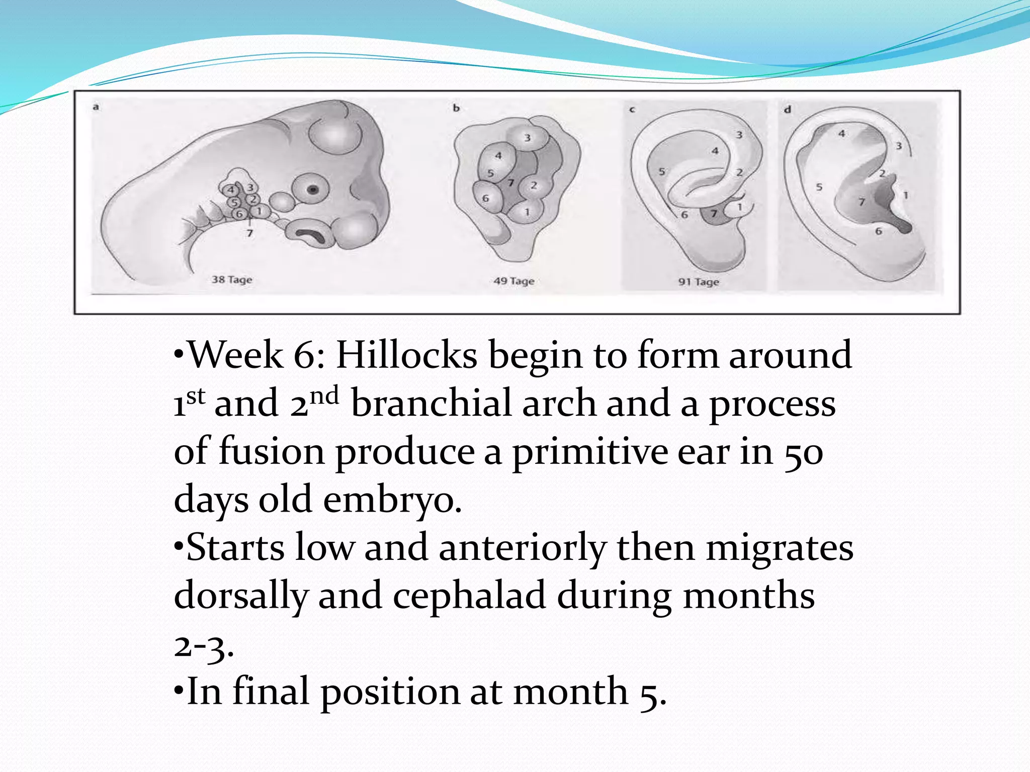 EMBRYOLOGY AND MALFORMATION OF EAR | PPTX