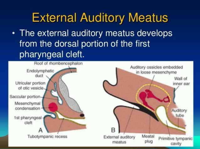 EMBRYOLOGY AND MALFORMATION OF EAR | PPTX