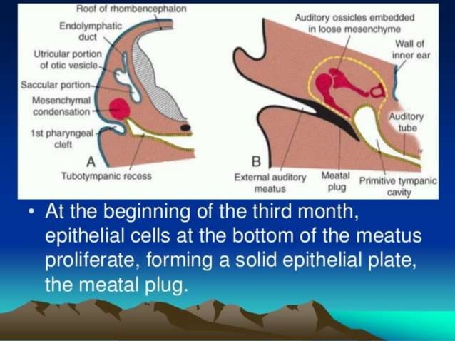EMBRYOLOGY AND MALFORMATION OF EAR | PPTX