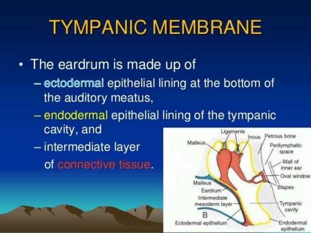EMBRYOLOGY AND MALFORMATION OF EAR | PPTX