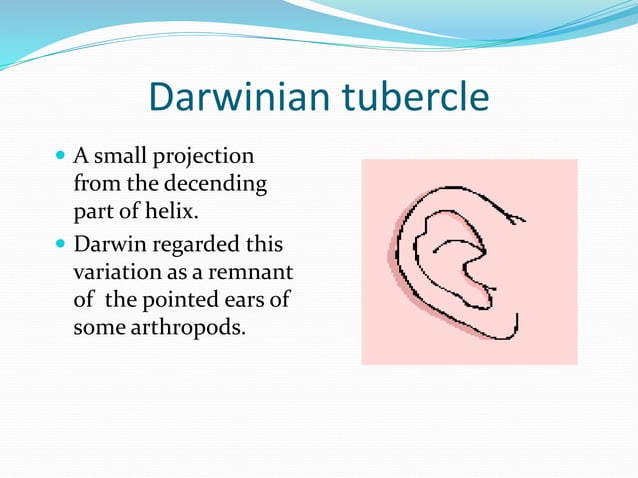 EMBRYOLOGY AND MALFORMATION OF EAR | PPTX