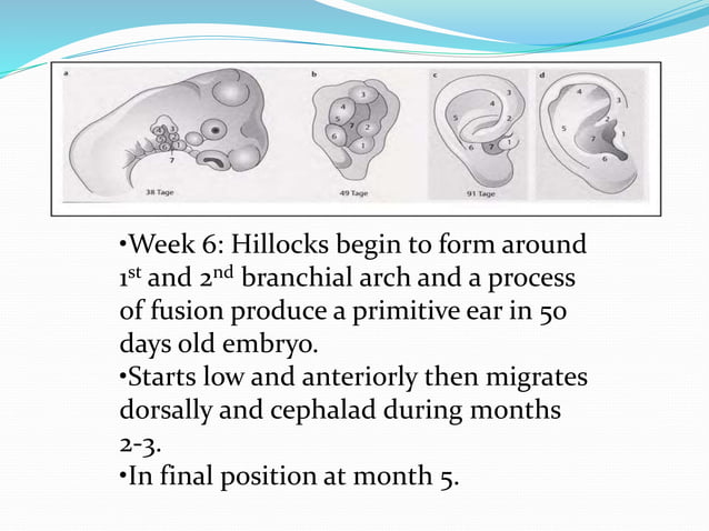 EMBRYOLOGY AND MALFORMATION OF EAR | PPTX