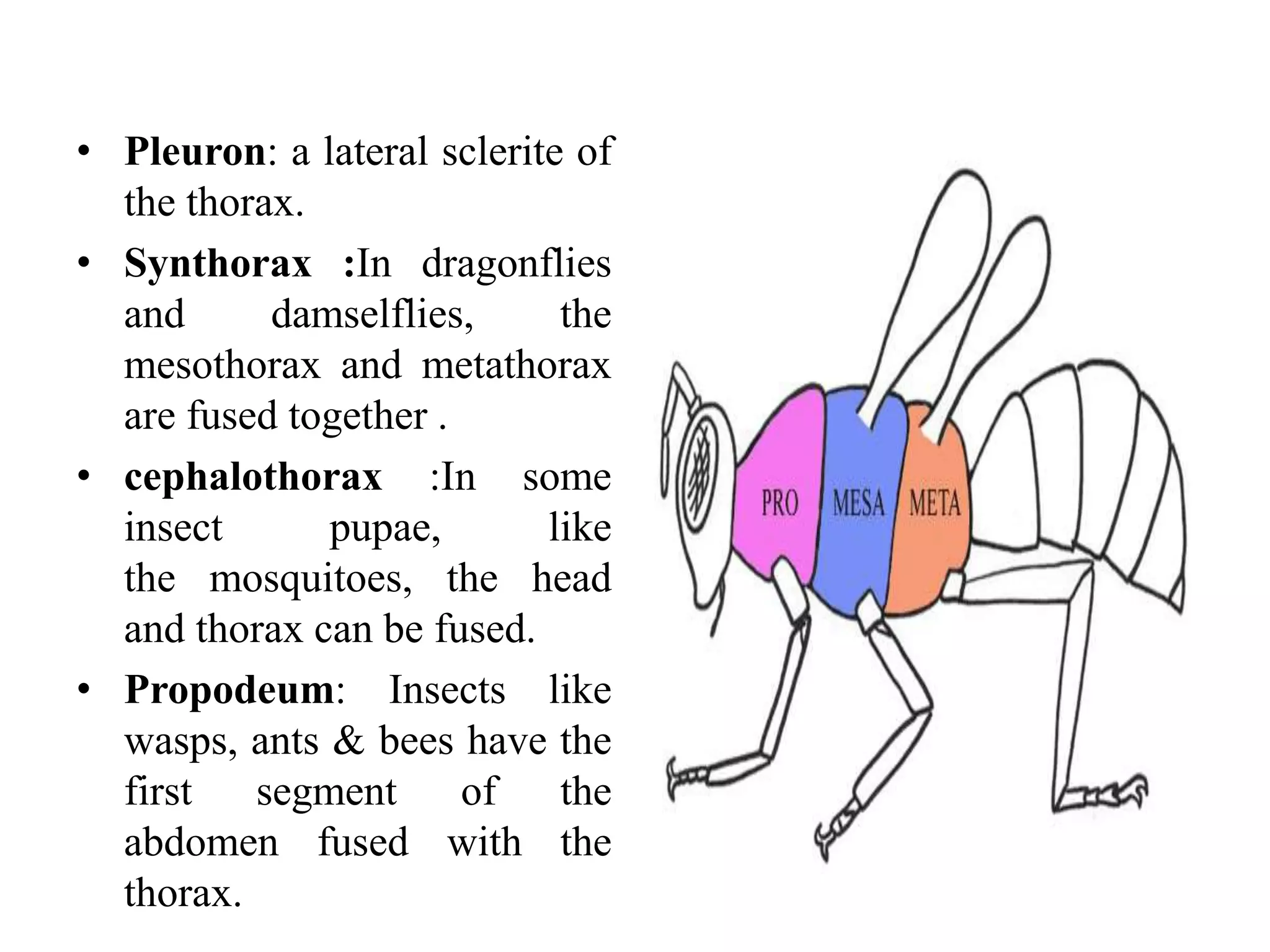 Terminologies related to insect Morphology | PPTX