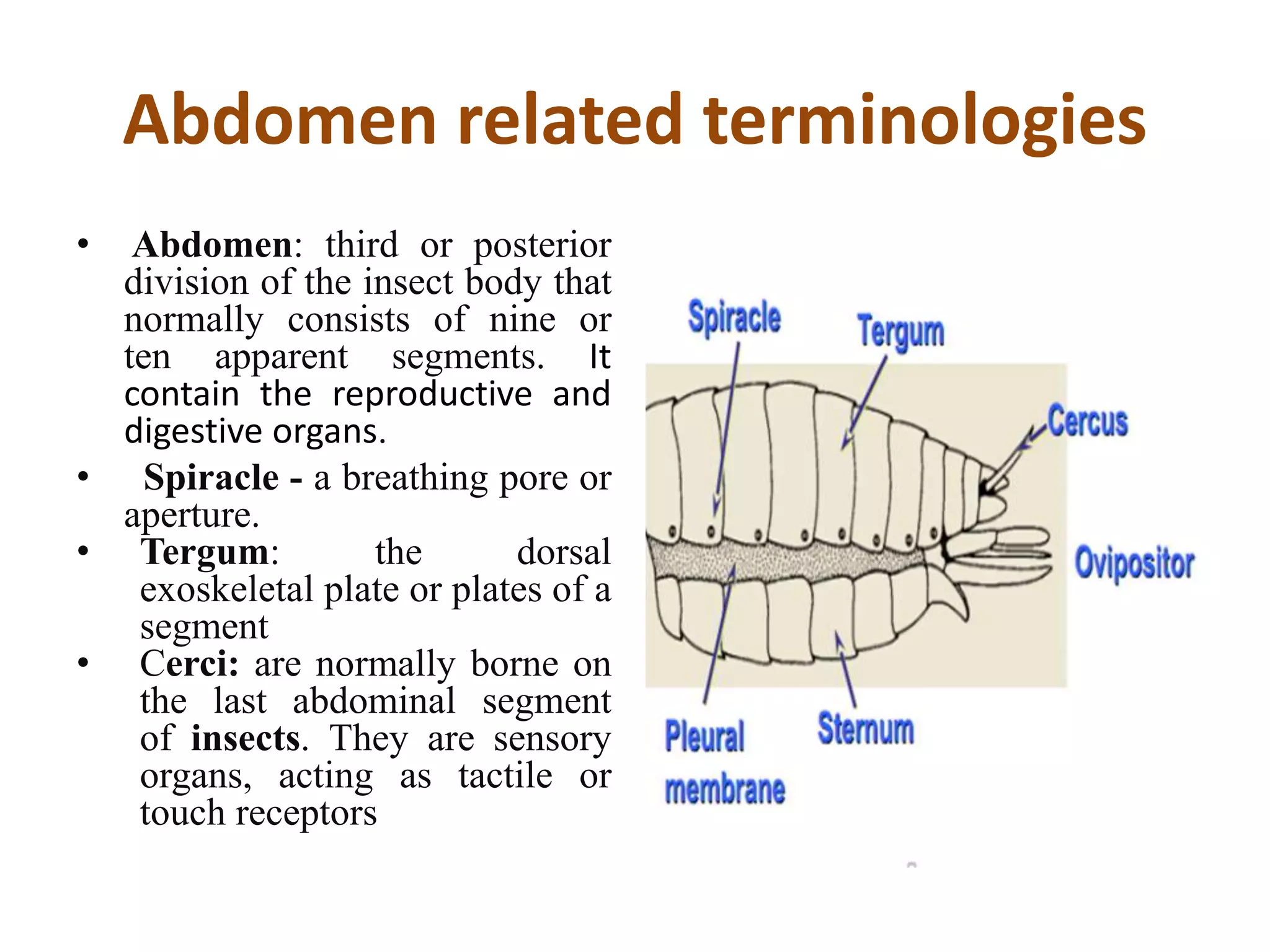 Terminologies related to insect Morphology | PPTX