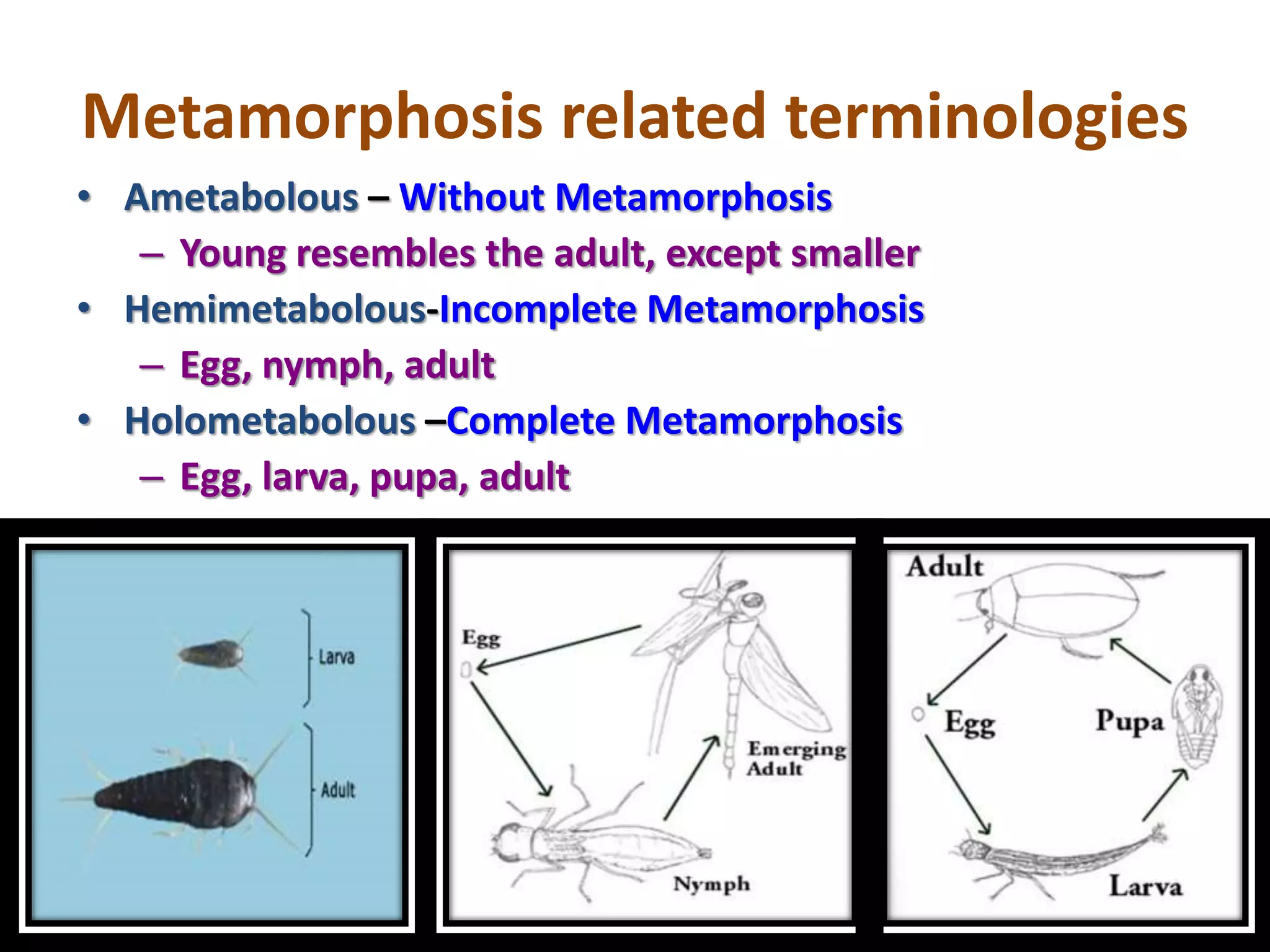 Terminologies related to insect Morphology | PPTX