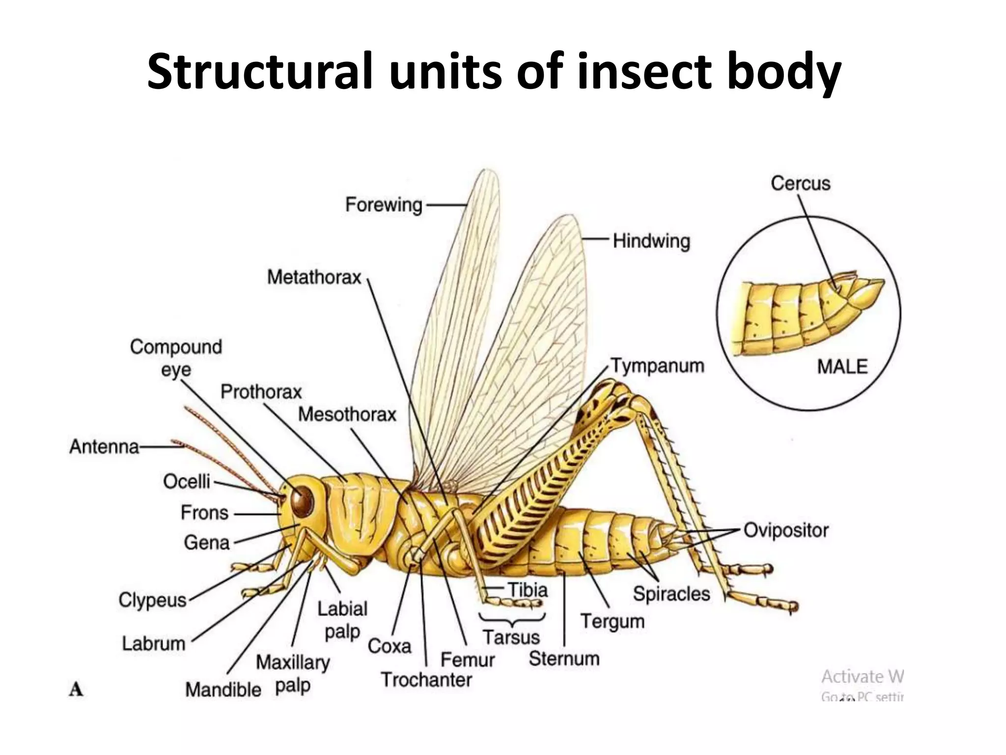 Terminologies related to insect Morphology | PPTX