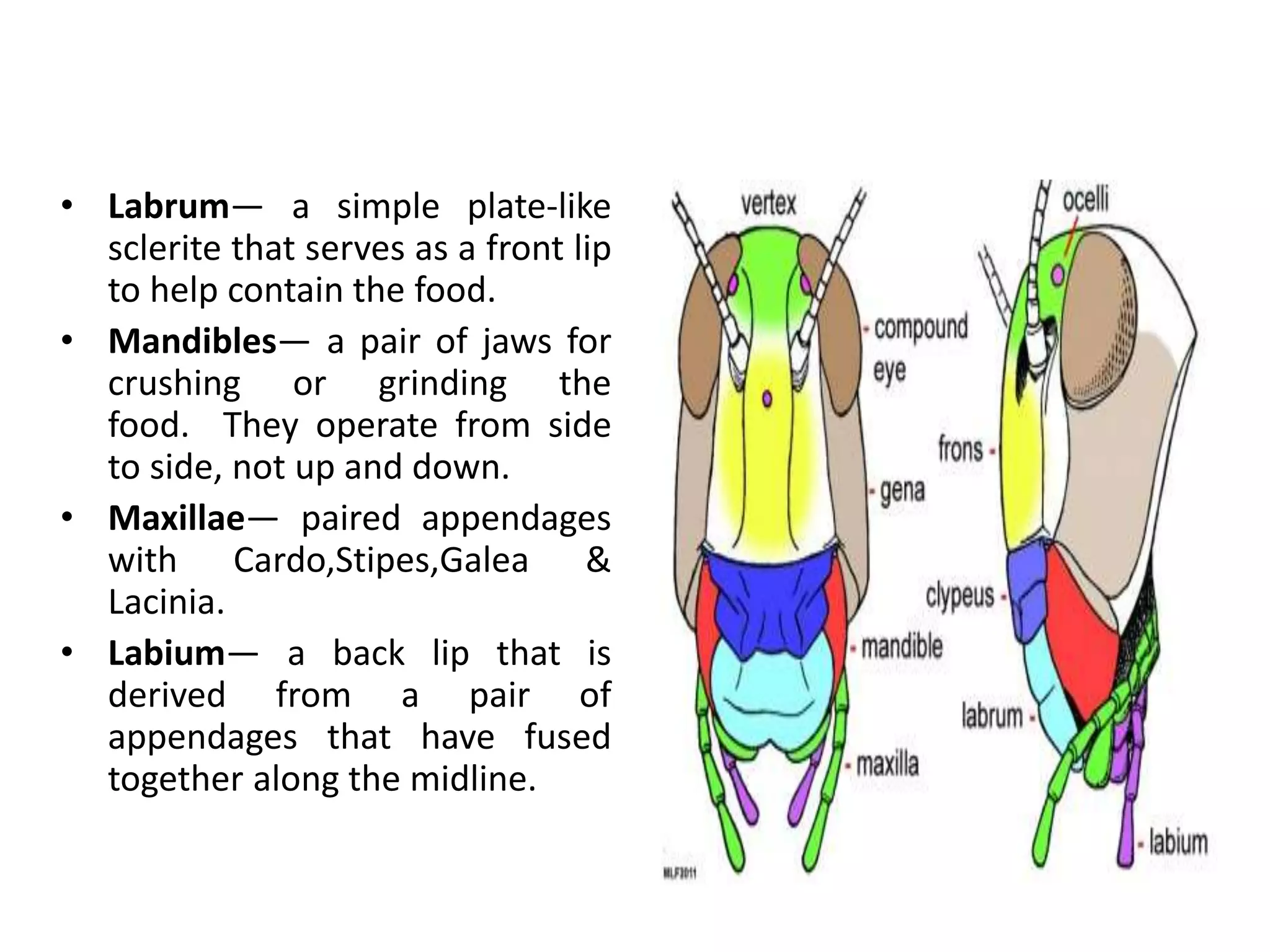 Terminologies related to insect Morphology | PPTX