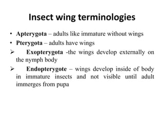 Terminologies related to insect Morphology | PPTX
