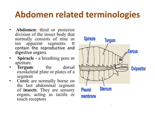 Terminologies related to insect Morphology | PPTX