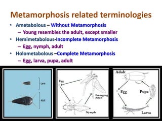 Terminologies related to insect Morphology | PPTX