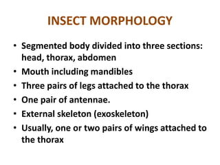 Terminologies related to insect Morphology | PPTX