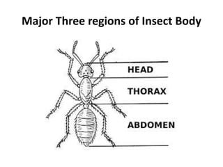 Terminologies related to insect Morphology | PPTX
