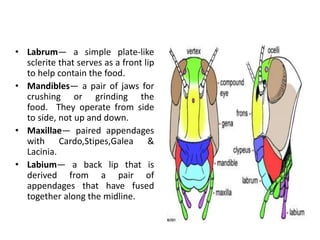 Terminologies related to insect Morphology | PPTX