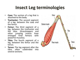 Terminologies related to insect Morphology | PPT