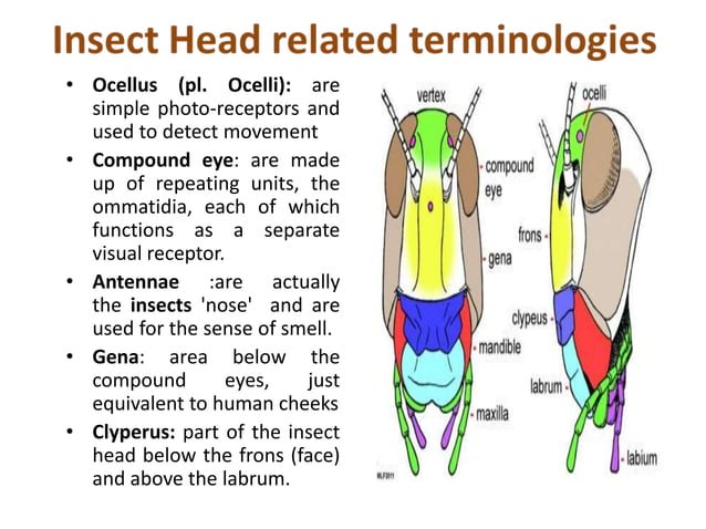 Terminologies related to insect Morphology